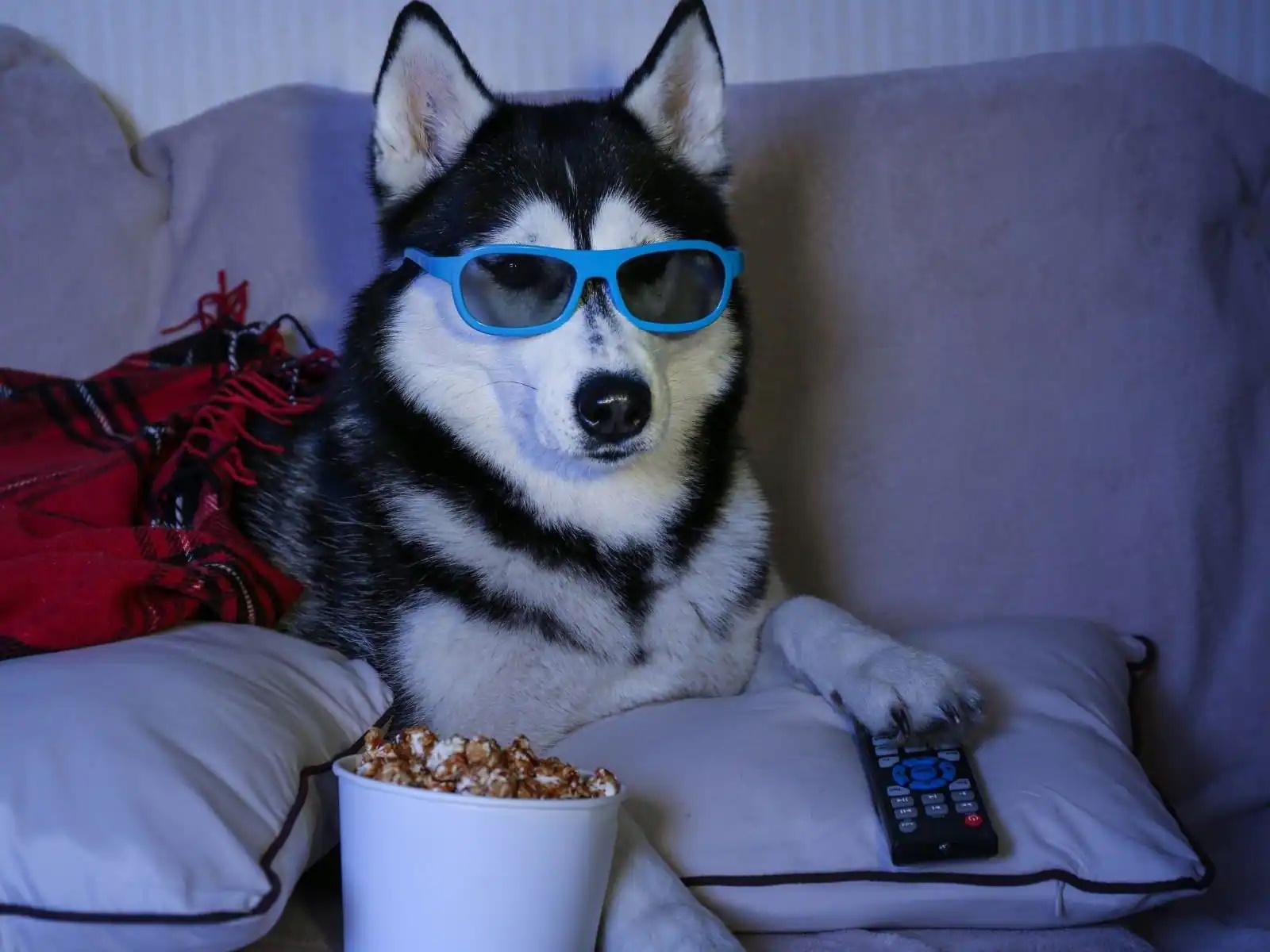 راه اندازی شبکه DogTV برای سرگرم کردن و کاهش استرس سگ ها