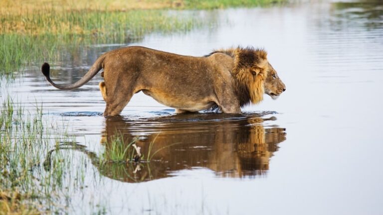 ۴ حیوان که فکرش را هم نمی‌کنید از این چیزها بترسند