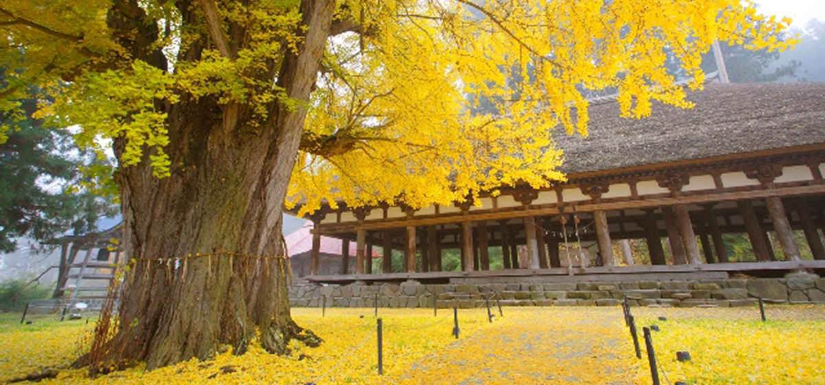 زیباترین درخت جهان در کره جنوبی که 800 سال قدمت دارد - روزیاتو